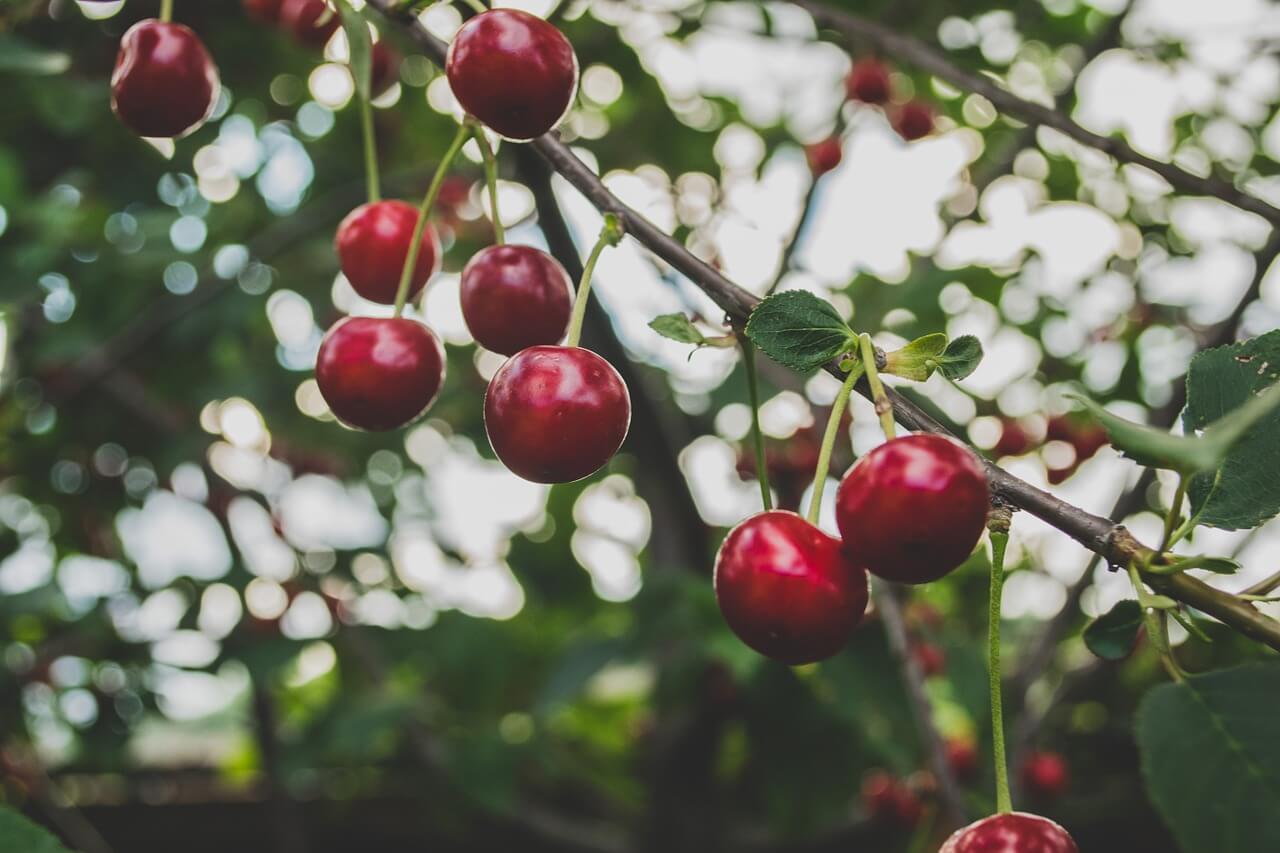 Fruitbomen - Genker plantencentrum
